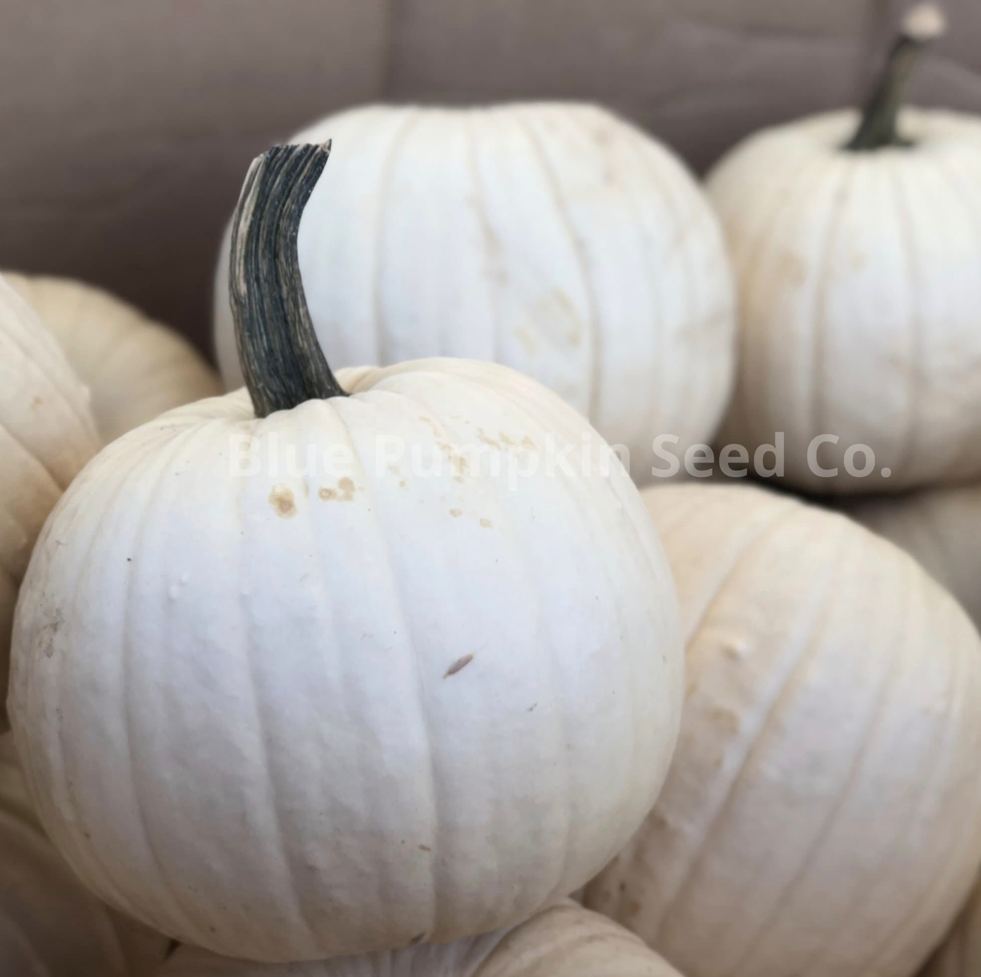 Icicle Pumpkin (f1) Seeds: White Cannonball Pumpkin, White Pie Pumpkin ...