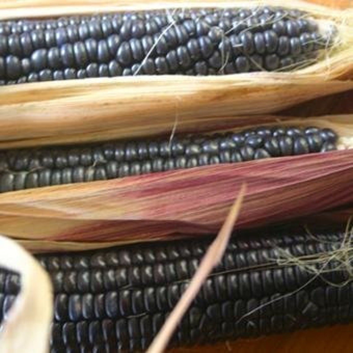 Hopi Blue Indian Corn: Heirloom, Native American Corn, Field Corn, Hopi ...