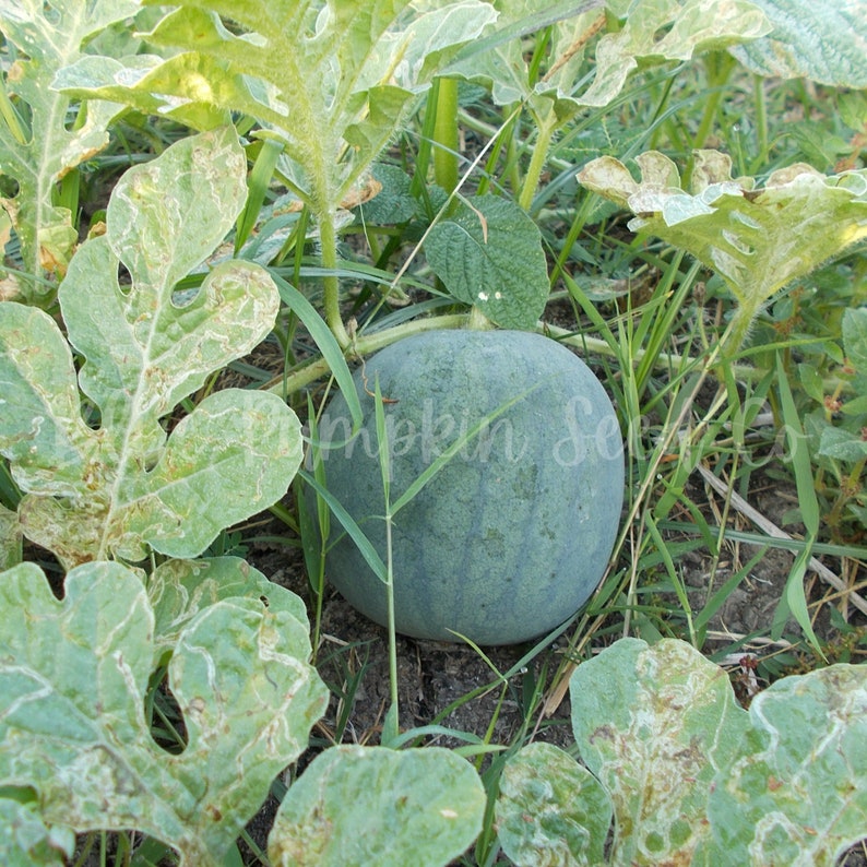 Sugar Baby Watermelon Seeds: Mini Watermelon Compact - Etsy