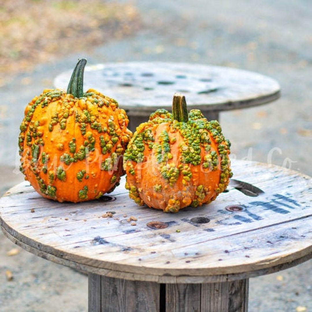 Mini-warts Pumpkin F1 Hybrid/c.maxima/pmr/zymv: Mini - Etsy