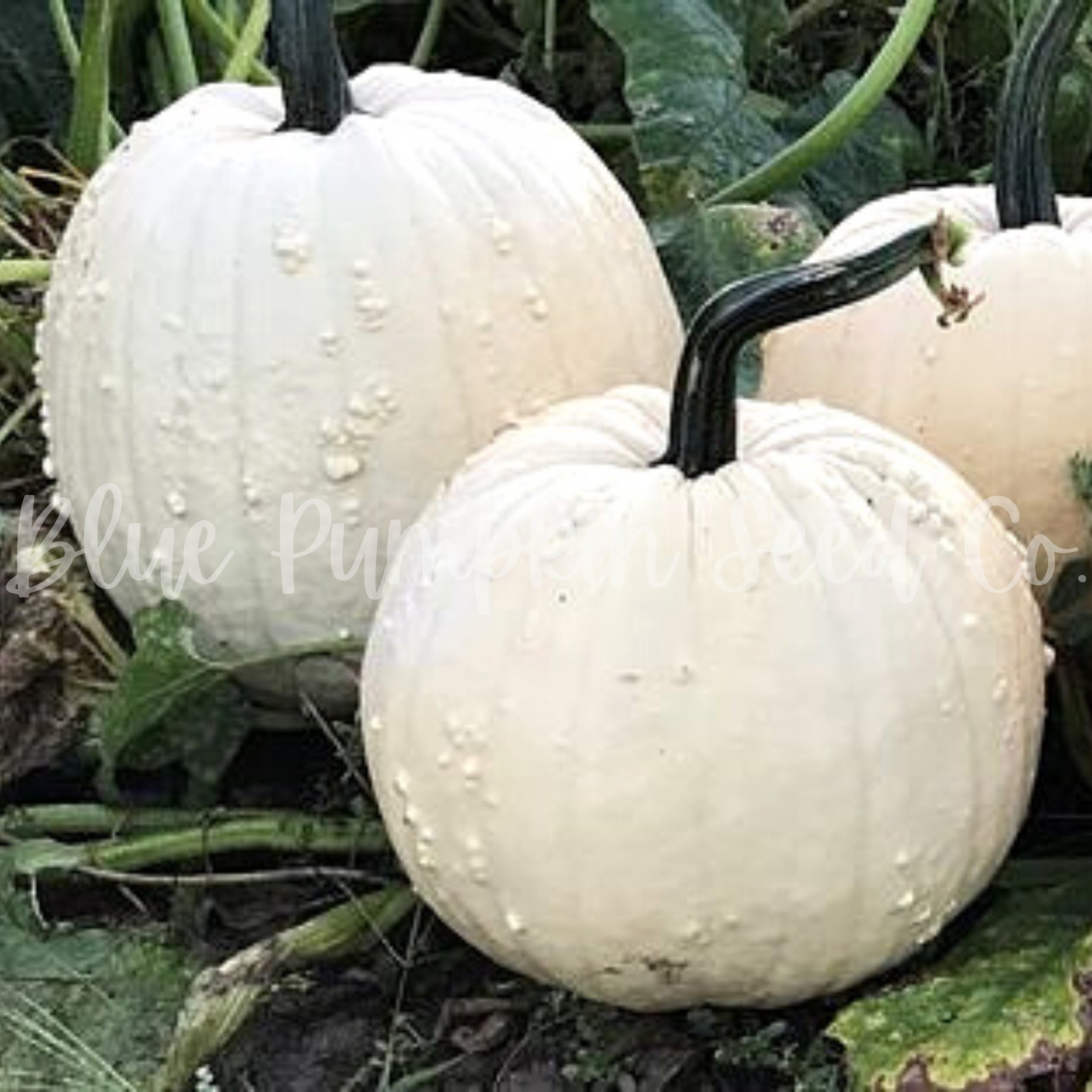 Specter Pumpkin Seeds (f1/pm/c.pepo): Cream Pumpkin, Bumpy Pumpkin ...