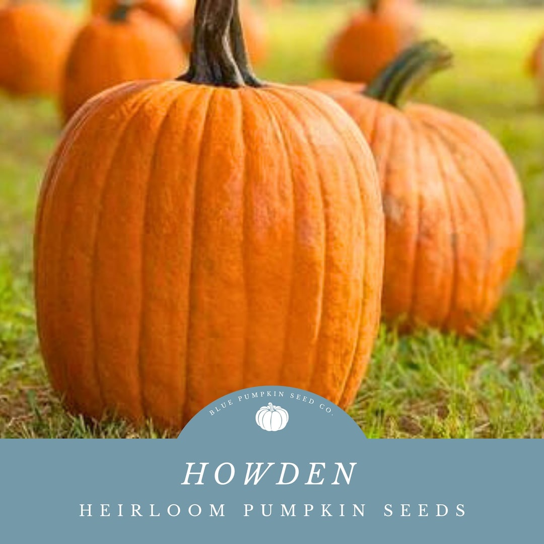 Howden Pumpkin (c.pepo) Seeds: Halloween Pumpkin, Carving Pumpkin ...