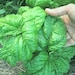 Large Leaf Italian Basil (heirloom): Extra Large Basil, Sweet Basil ...
