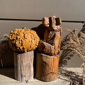 Grizzly Bear (F1 Hybrid/c.spp.) Seeds: Tan Pumpkin, Buff Pumpkin, Bumpy ...