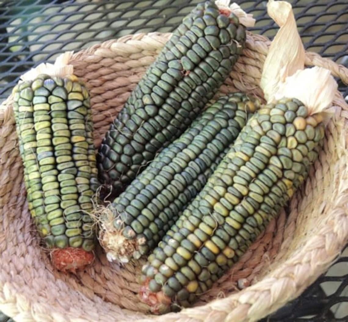 Oaxacan Green corn : Oaxacan green dent green corn maize - Etsy Nederland