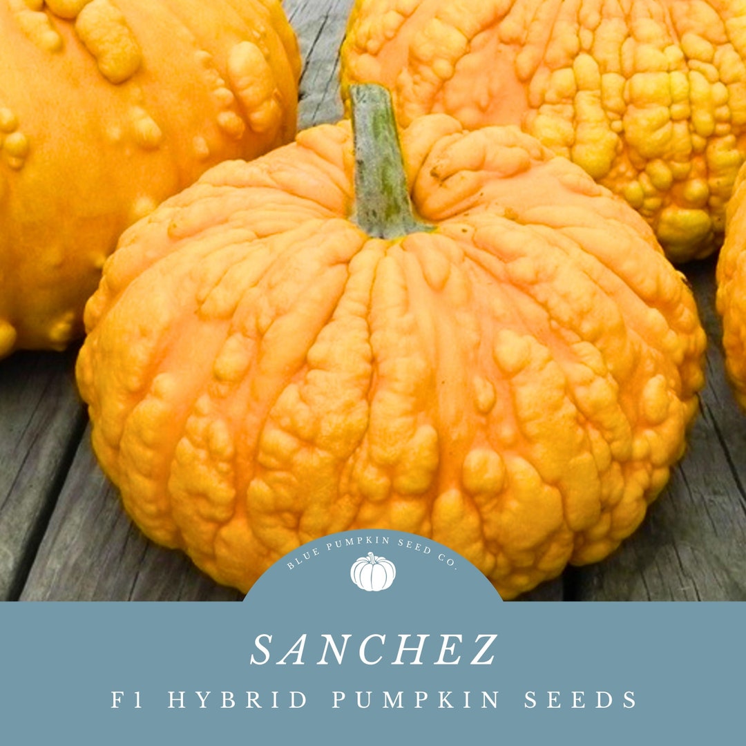 Sanchez F1 Pumpkin Seeds (treated) - Grow Quirky Squatty Warted ...