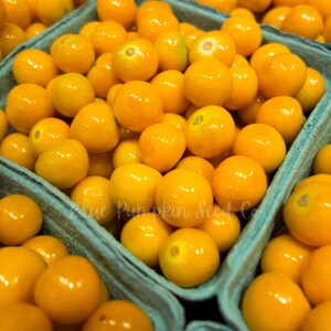 Pineapple Ground Cherry (heirloom) : Ground Cherry, Inca Berry, Golden ...
