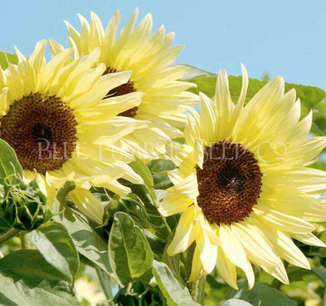 Buttercream Sunflower Seeds Grow Pale Yellow Sunflowers - Etsy
