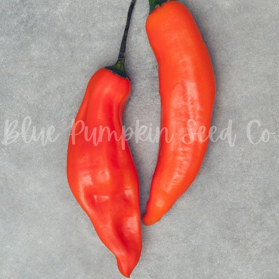 Peruvian Aji Amarillo Grande Chili Seeds organic: Aji - Etsy