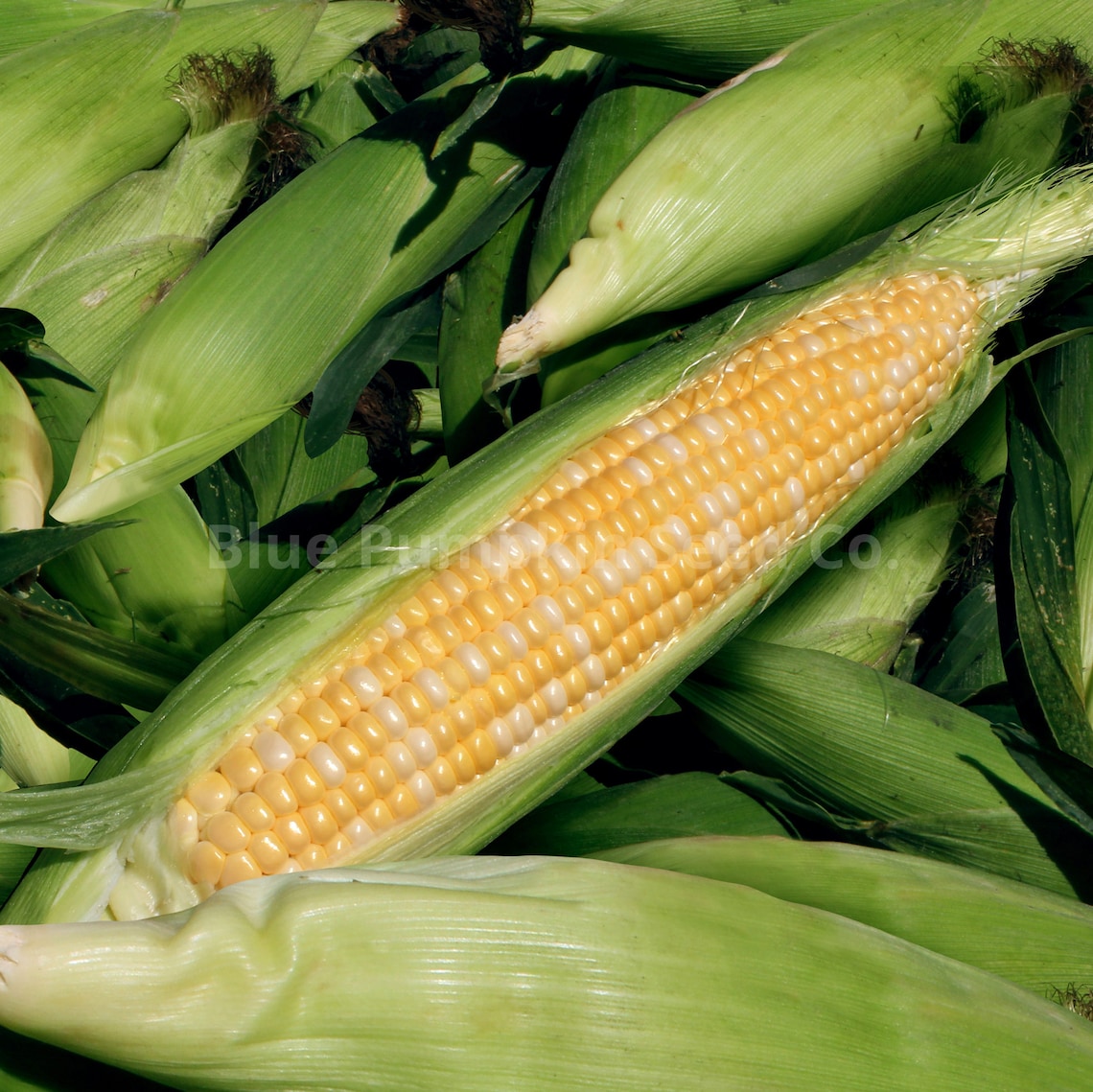 Serendipity Triple-sweet Corn Seeds: Triplesweet Corn - Etsy
