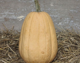 Cherokee Tan Pumpkin Seeds - Etsy