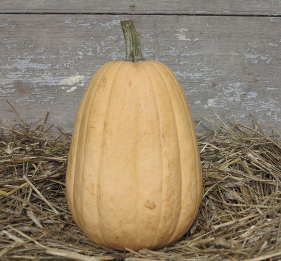 Tandy Pumpkin (f1/c.pepo) Seeds: Gumdrop Pumpkin, Tan Pumpkin, Large ...
