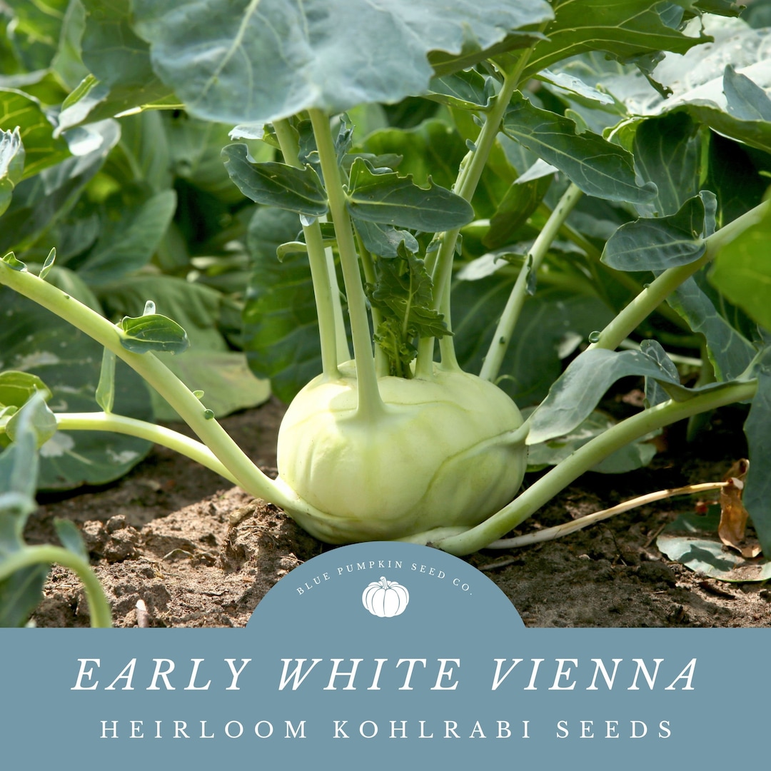 Early White Vienna Seeds: Perfect for Cool Weather Gardening -grow Your ...