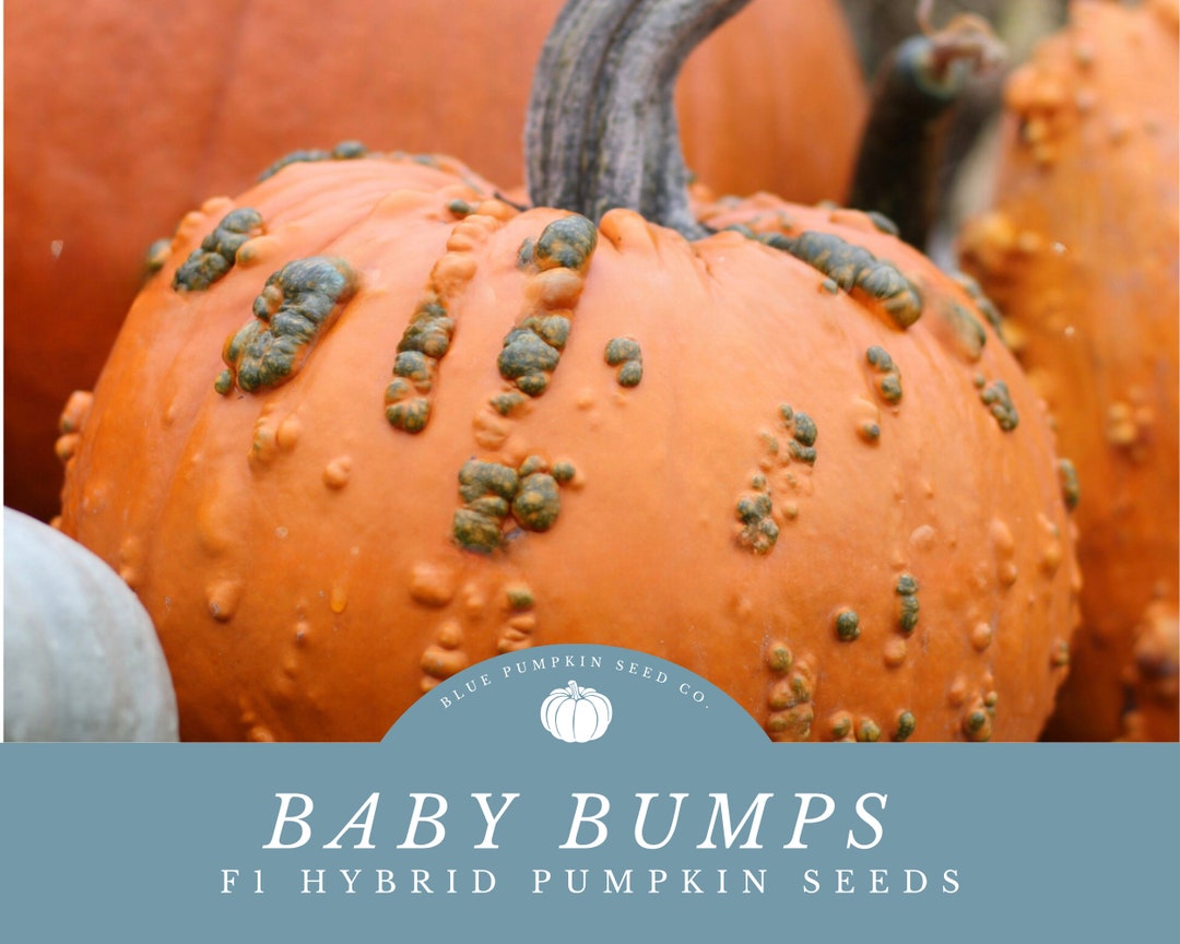 Baby Bumps (F1) Pumpkin Seeds: Grow Small Warted Pumpkins - Perfect for ...