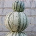 Silver Edge (heirloom/c.mixta) Seeds: Heirloom Squash, Cushaw Pumpkin ...