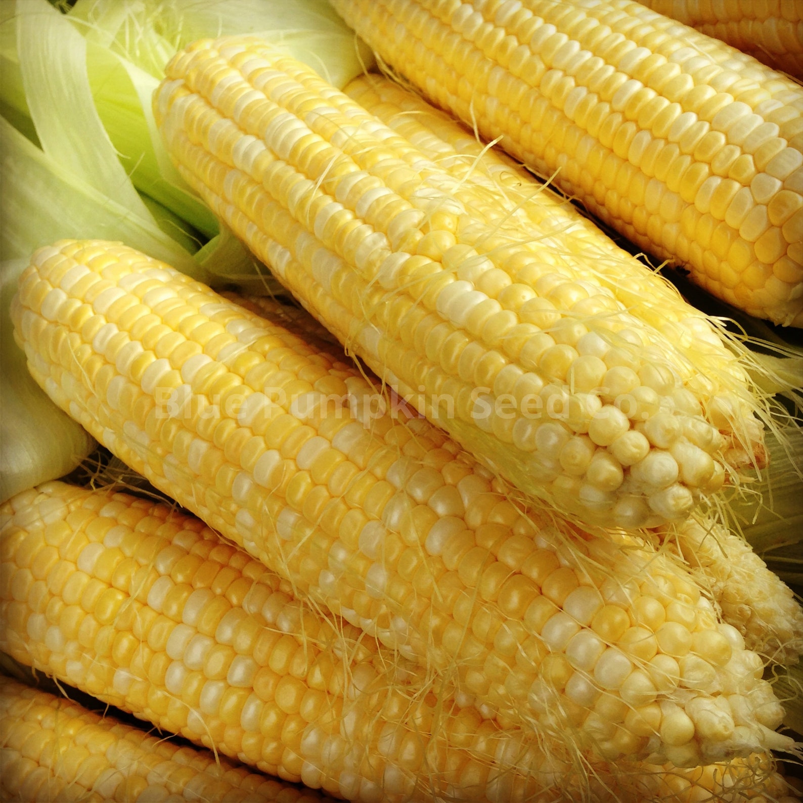 Serendipity Triple-sweet Corn Seeds: Triplesweet Corn - Etsy