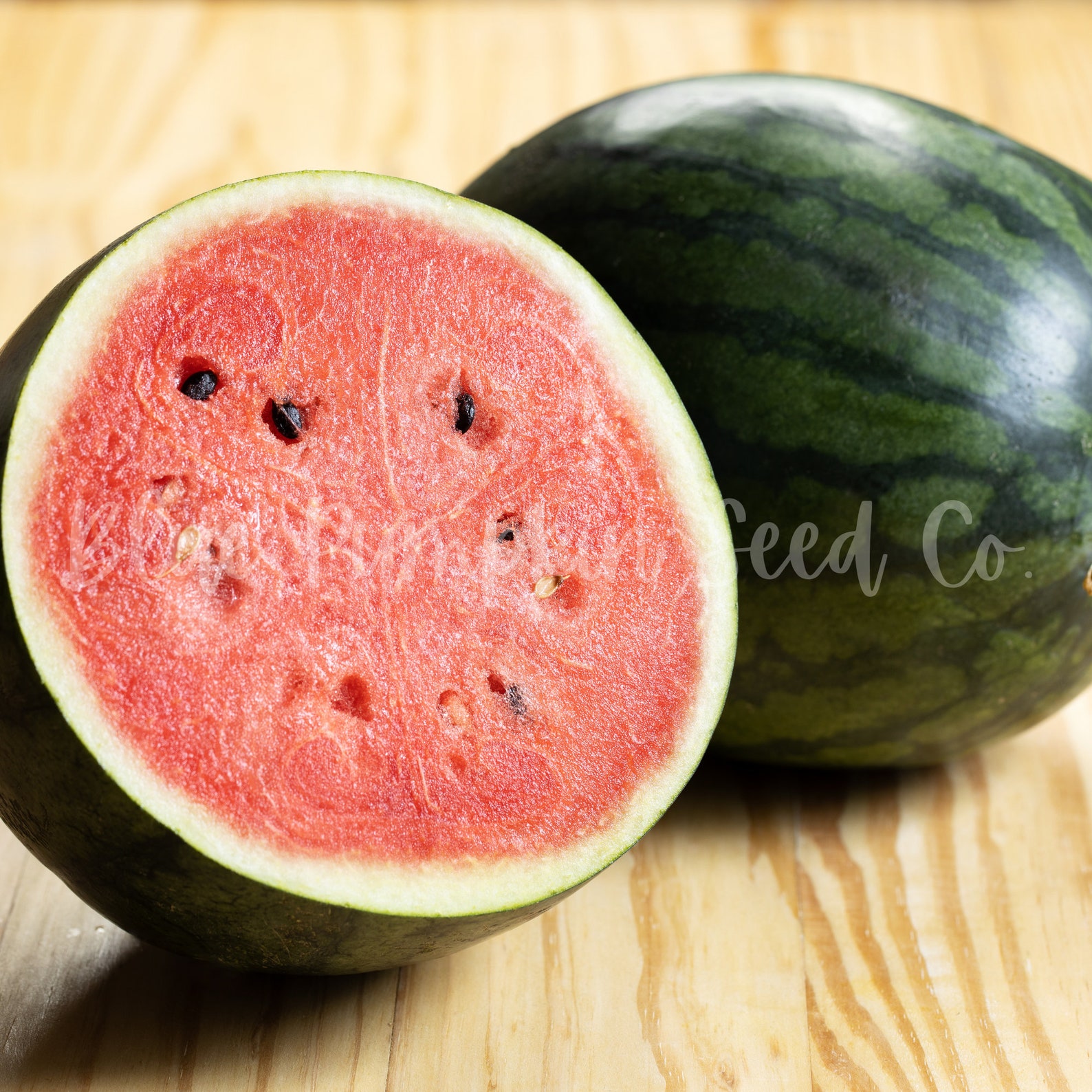 Sugar Baby Watermelon Seeds: Mini Watermelon Compact - Etsy