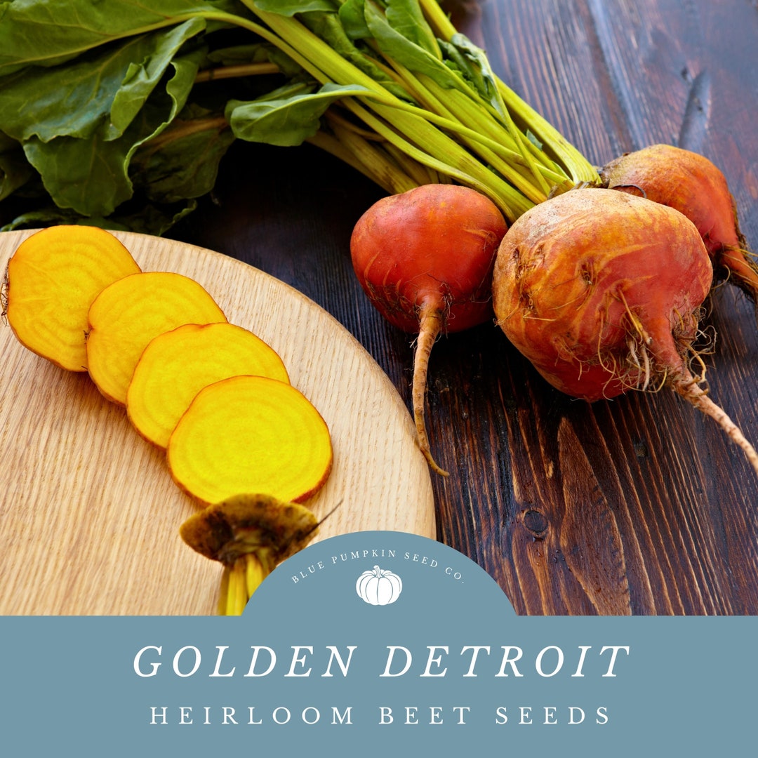 Golden Detroit Beet Seeds: Add a Golden Touch to Your Garden -grow ...