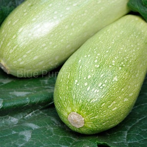 White Marrow Bush Summer Squash (c.pepo / OP) Seeds: Vegetable Marrow ...