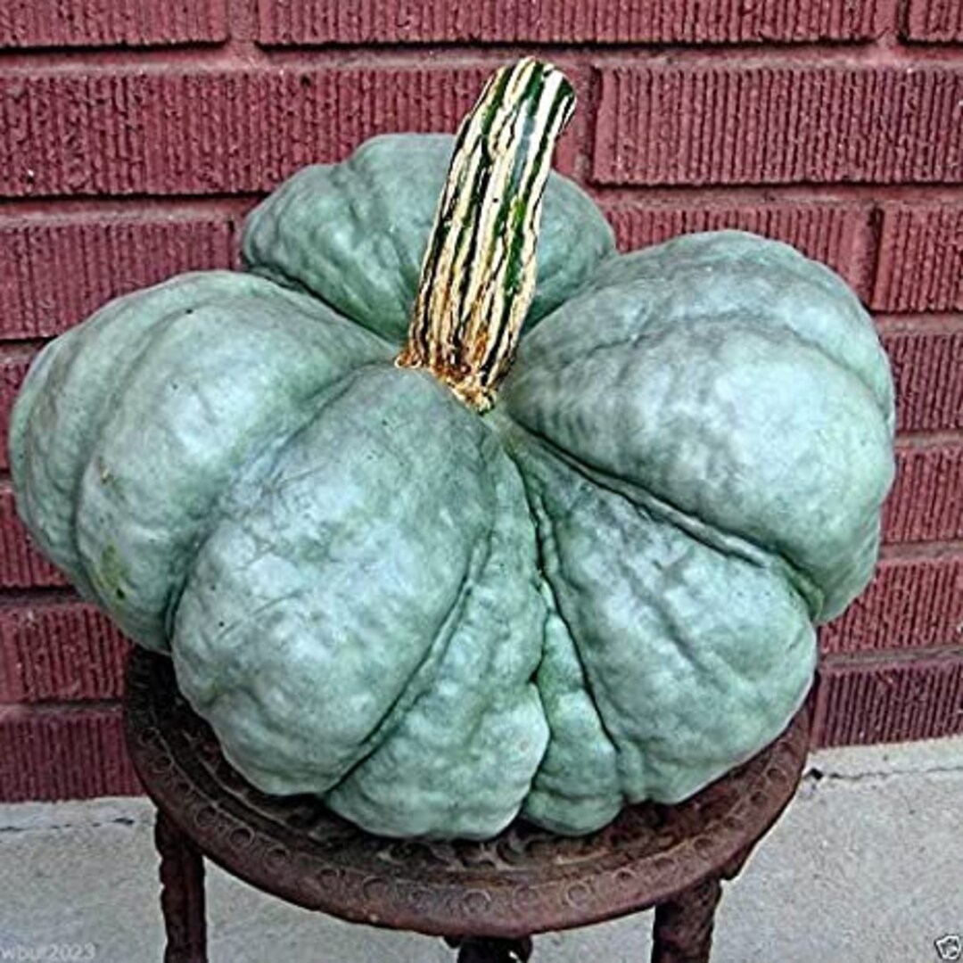Triamble Pumpkin heirloom/op/c.maxima Seeds: Shamrock - Etsy