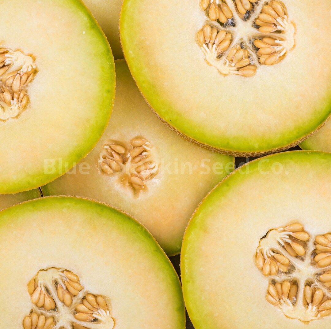 Green Flesh Melon Seeds organic: Honey Dew Green Flesh - Etsy