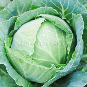 Brunswick Cabbage Seeds: Rare and Cold Hardy-for Winter Gardening - Etsy