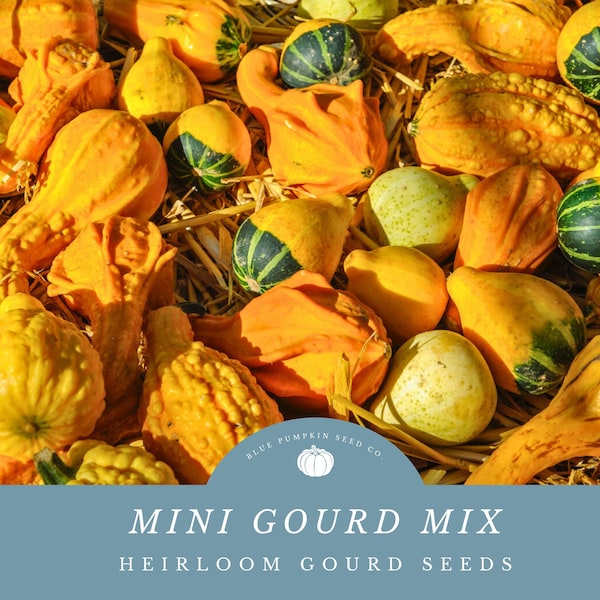 Gourds - Etsy