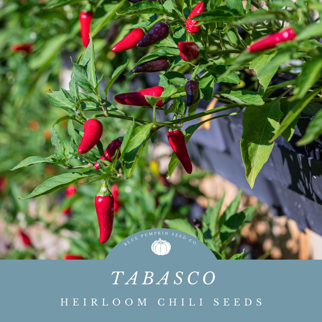 Tabasco Chili Seeds (OP / Heirloom): Bird Chili, Hot Pepper, Make Your ...
