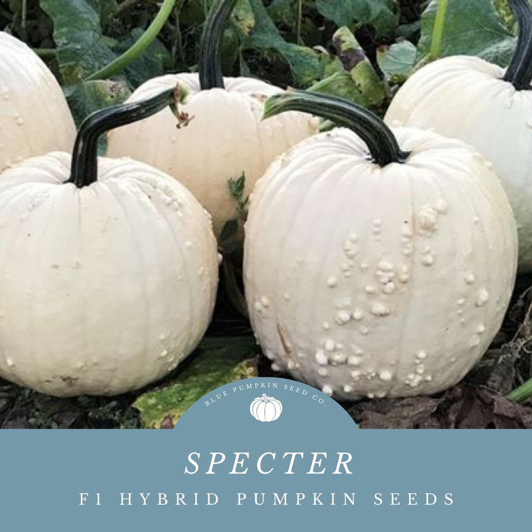 Specter Pumpkin Seeds (f1/pm/c.pepo): Cream Pumpkin, Bumpy Pumpkin ...