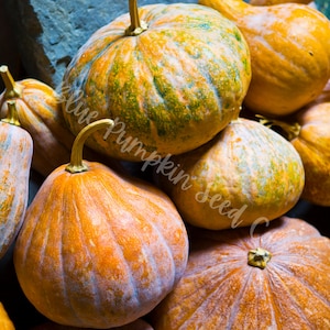 Seminole Pumpkin (heirloom/c.moschata) Seeds: Tropical Pumpkin, Florida ...