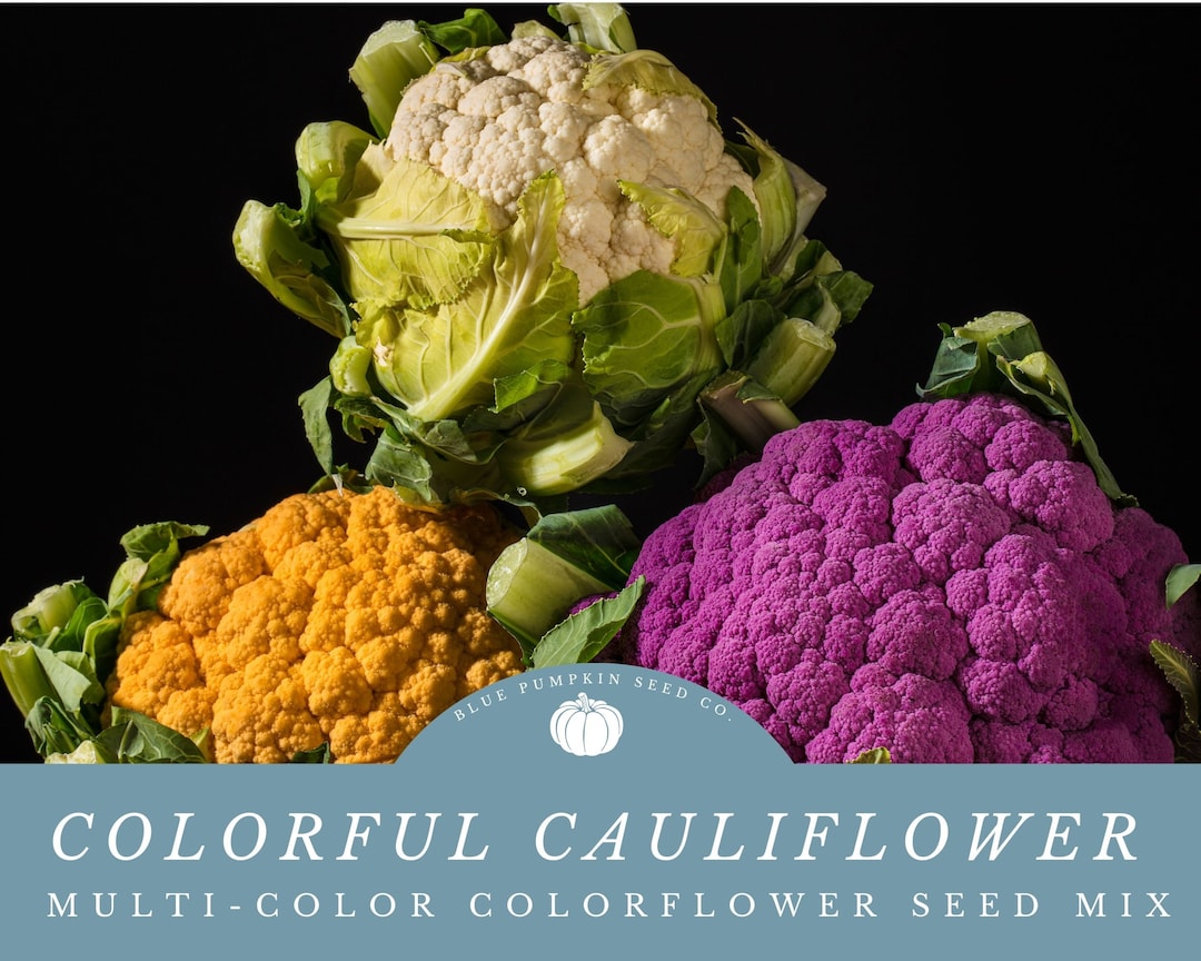 Colorful Cauliflower F1 Seed Mix: A Kaleidoscope of Cauliflower ...