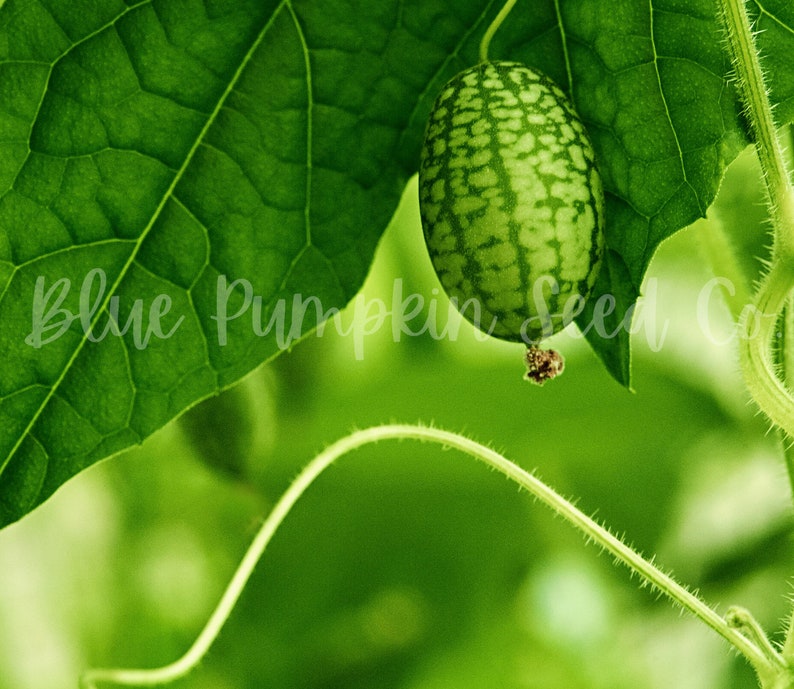 Mouse Melon Seeds: Melothria Scabra Cucamelon Mexican Sour | Etsy