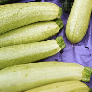 White Marrow Bush Summer Squash (c.pepo / OP) Seeds: Vegetable Marrow ...