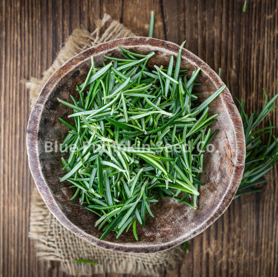 Rosemary heirloom/op Seeds: Compass Weed Compass Plant - Etsy