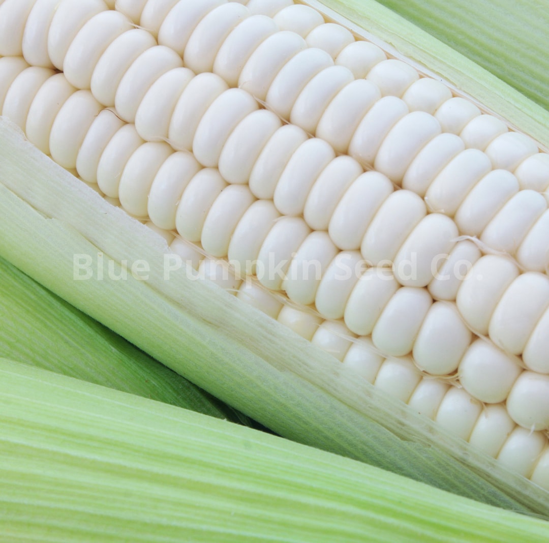 Silver Queen Sweet Corn OP/F1 Hybrid: Silver Corn White - Etsy
