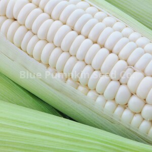 Silver Queen Sweet Corn (OP/F1 Hybrid): Silver Corn, White Corn, Sweet ...