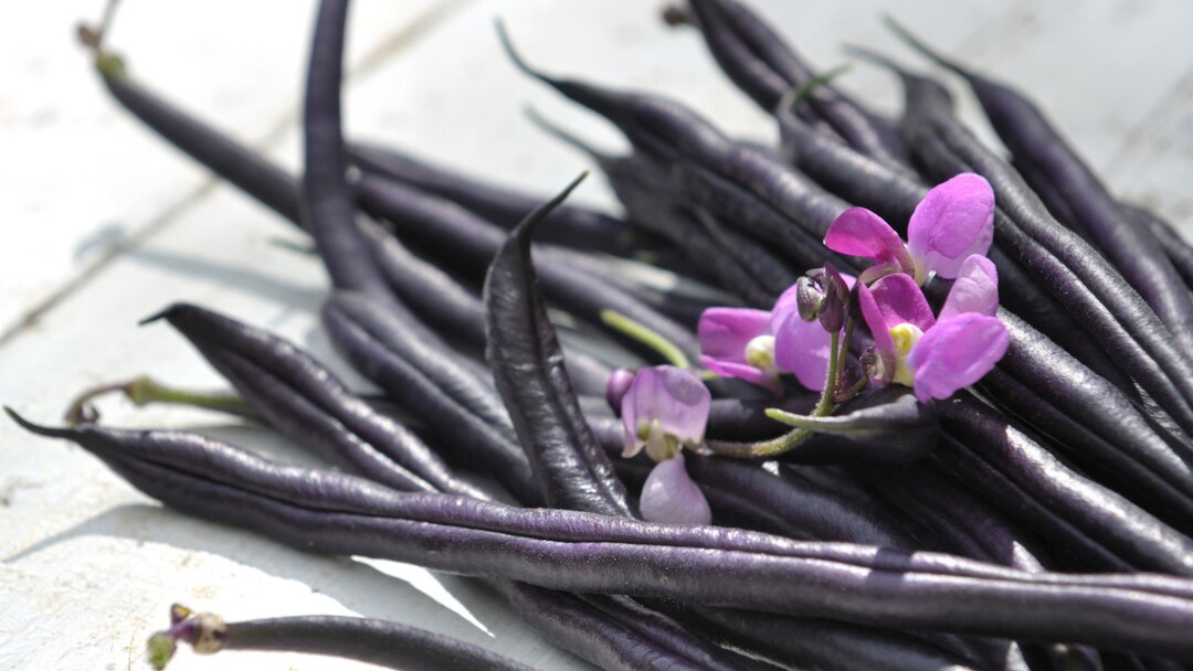 Royal Burgundy Bean Seeds organic : Purple Beans Burgundy - Etsy
