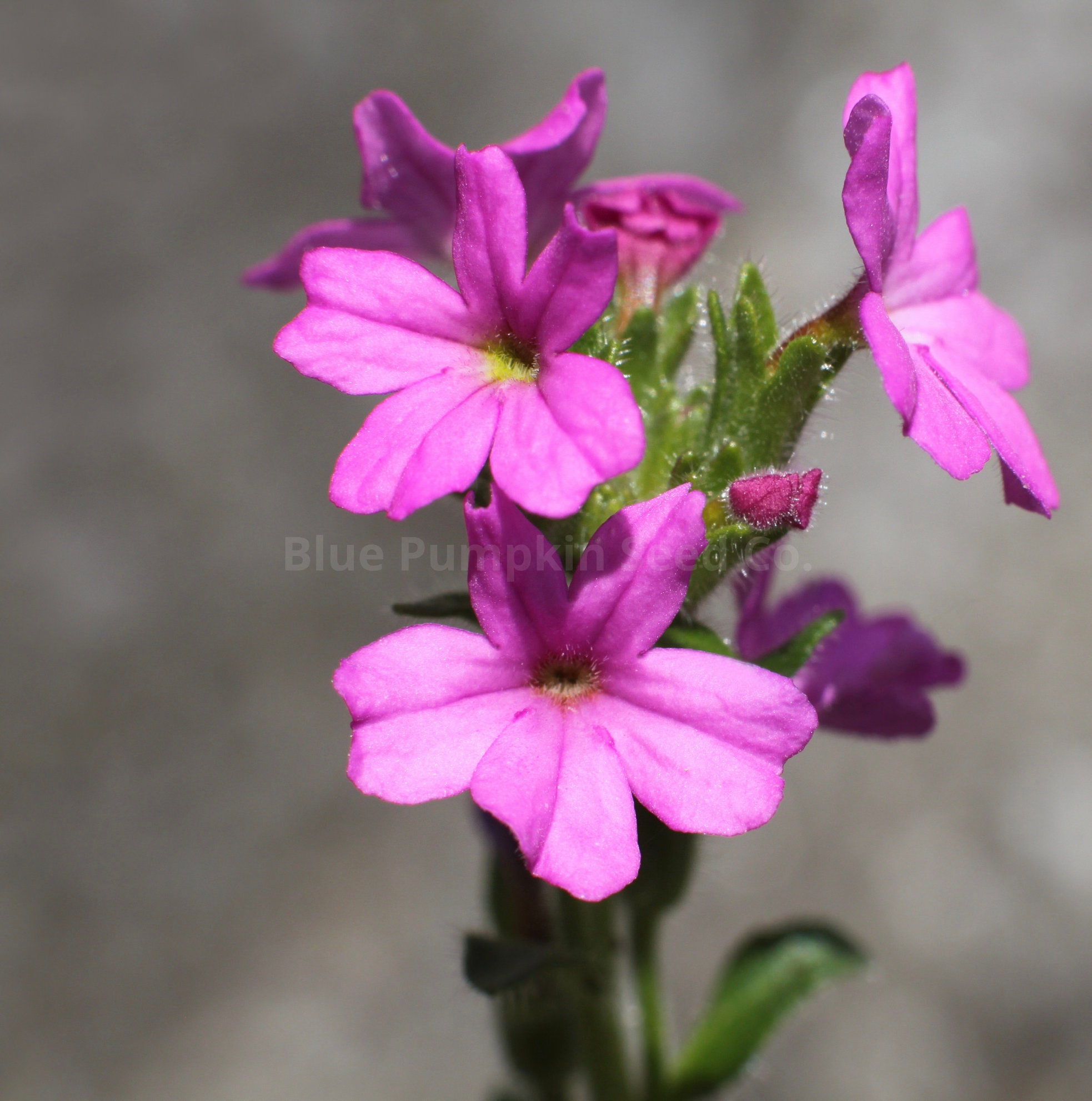 Soap Plant Seeds: Soapwort Soap Weed Bouncing-bet Crow | Etsy