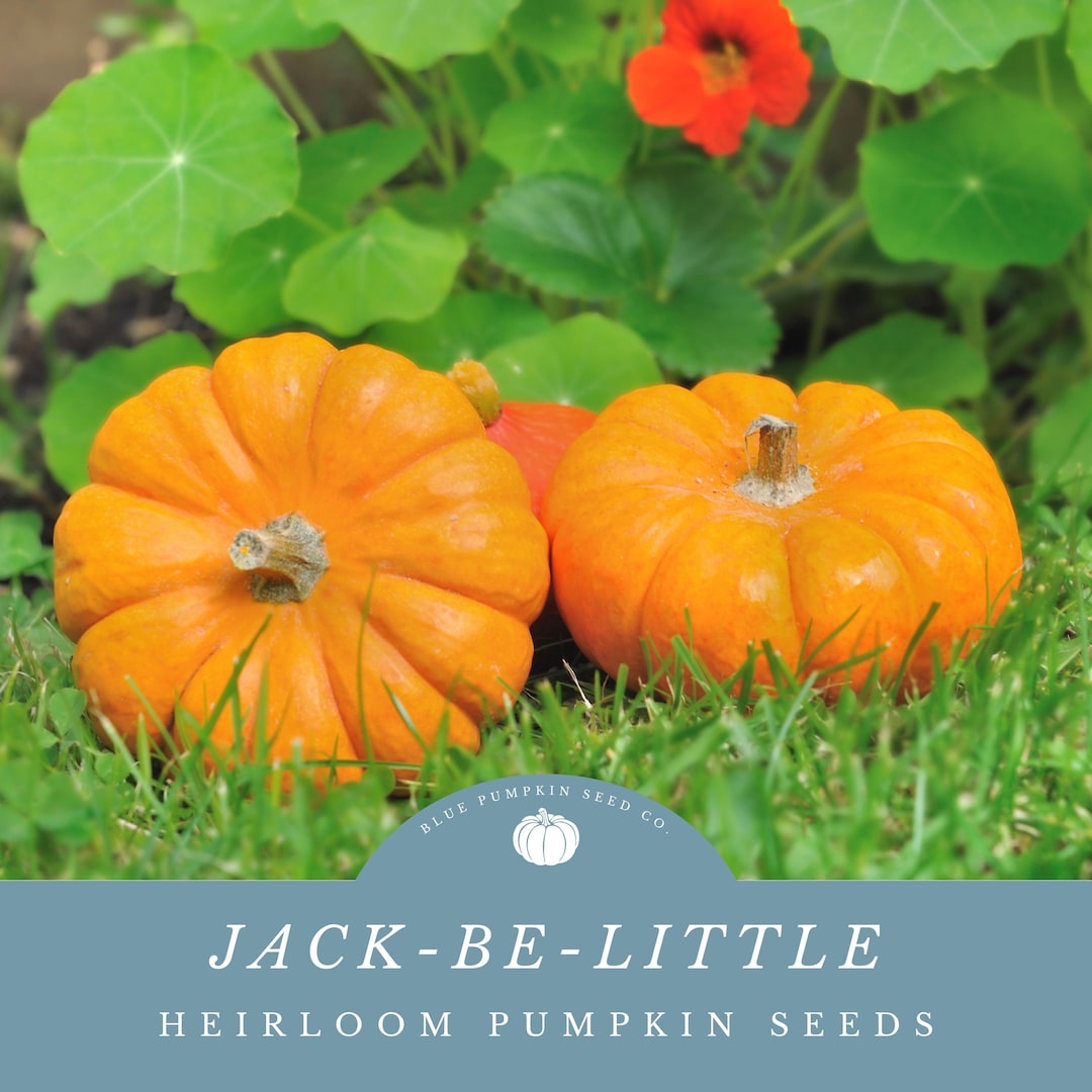 Jack-be-little Pumpkin (heirloom/c.pepo) Seeds: Jack Be Little, Mini ...
