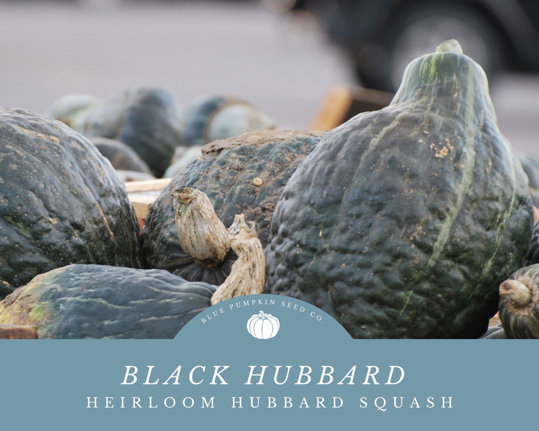 Black Hubbard Squash Seeds: Chicago Warted Hubbard - Sweet, Flaky Flesh ...