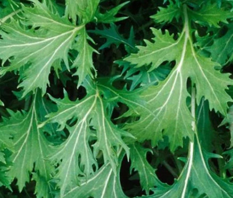 Mizuna mustard green seeds: Japanese mustard Kyona spider - Etsy.de