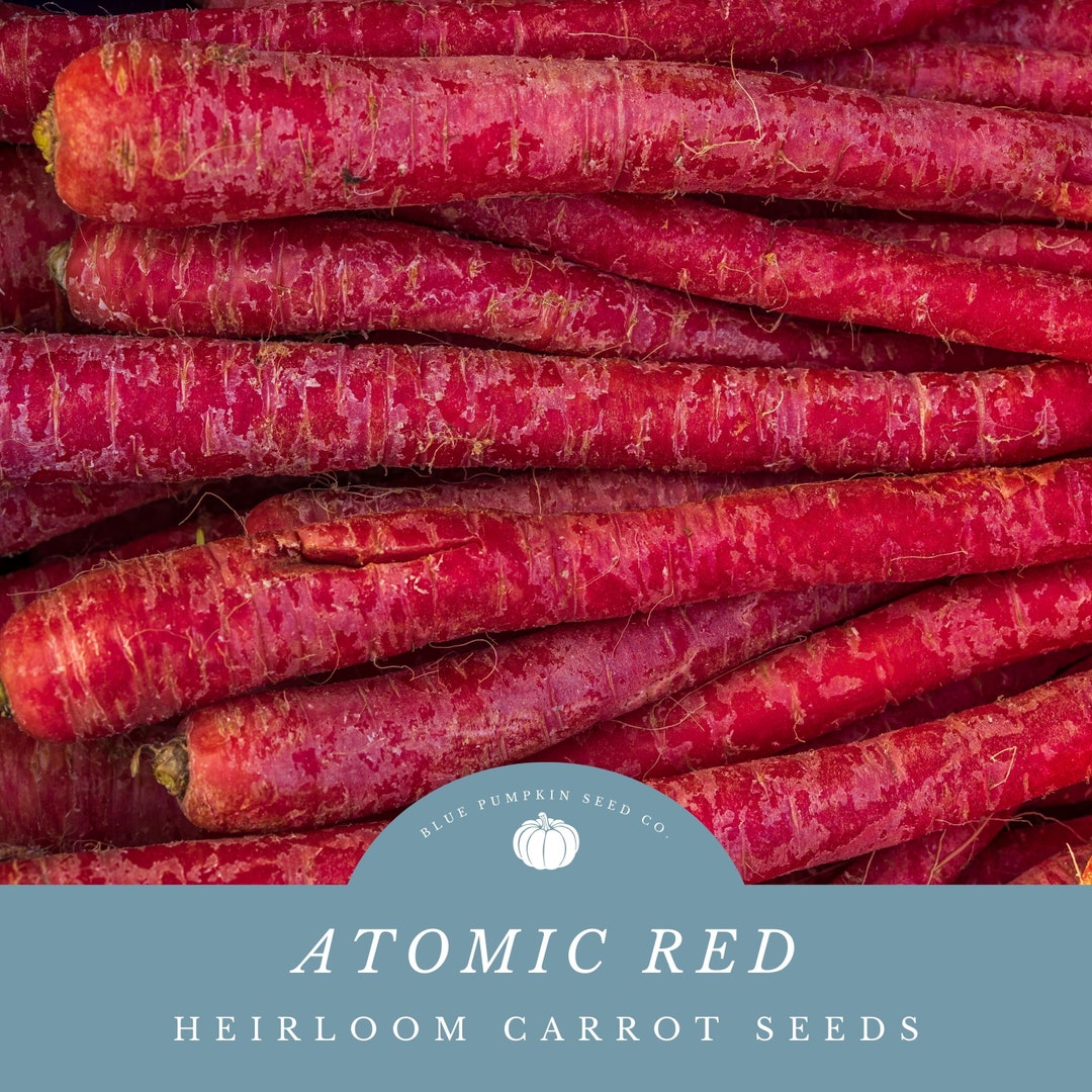 Atomic Red Carrot Heirloom Seeds: Vibrant and Sweet - Add Colors to Any Dish - Etsy