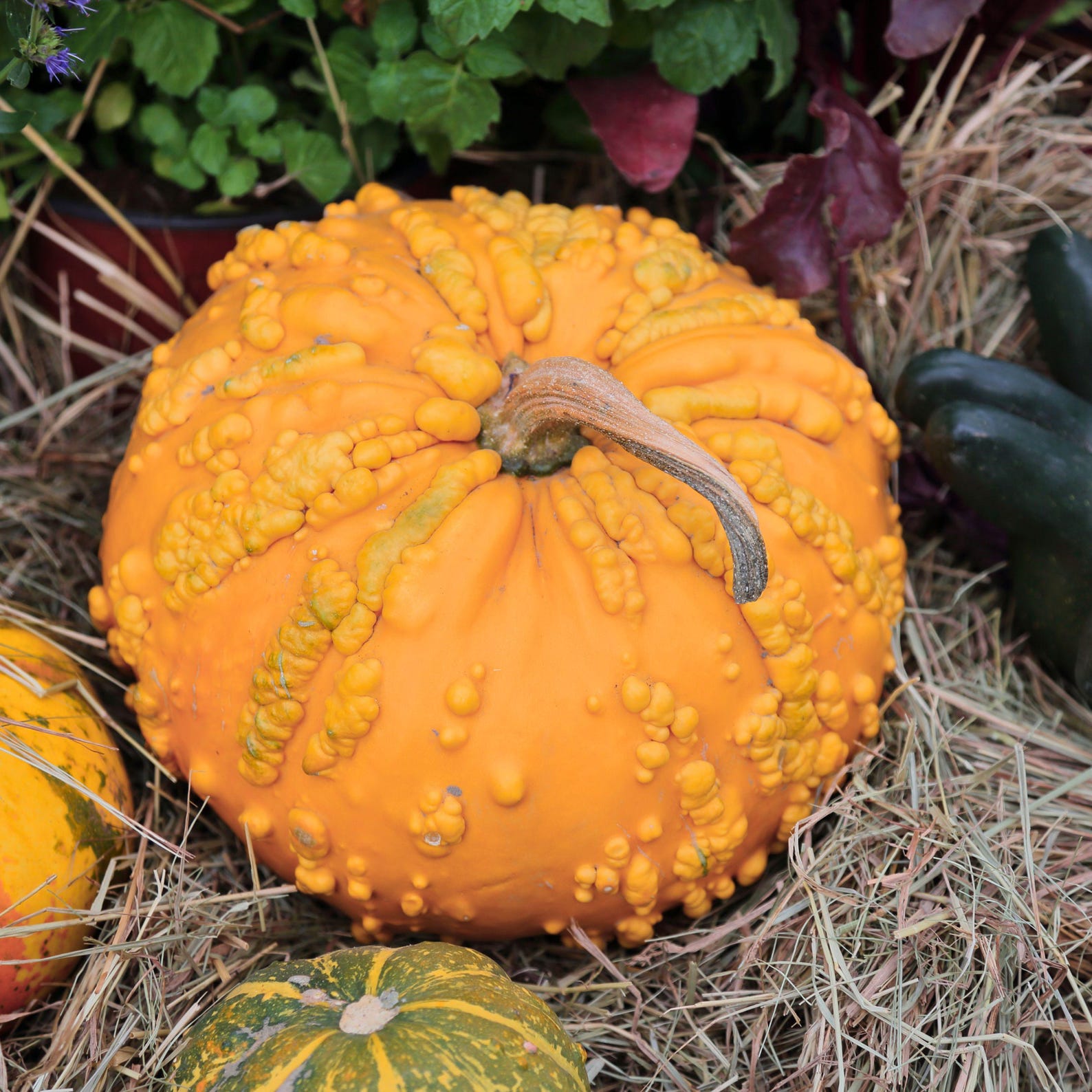 Sanchez F1 Pumpkin Seeds (treated) - Grow Quirky Squatty Warted ...