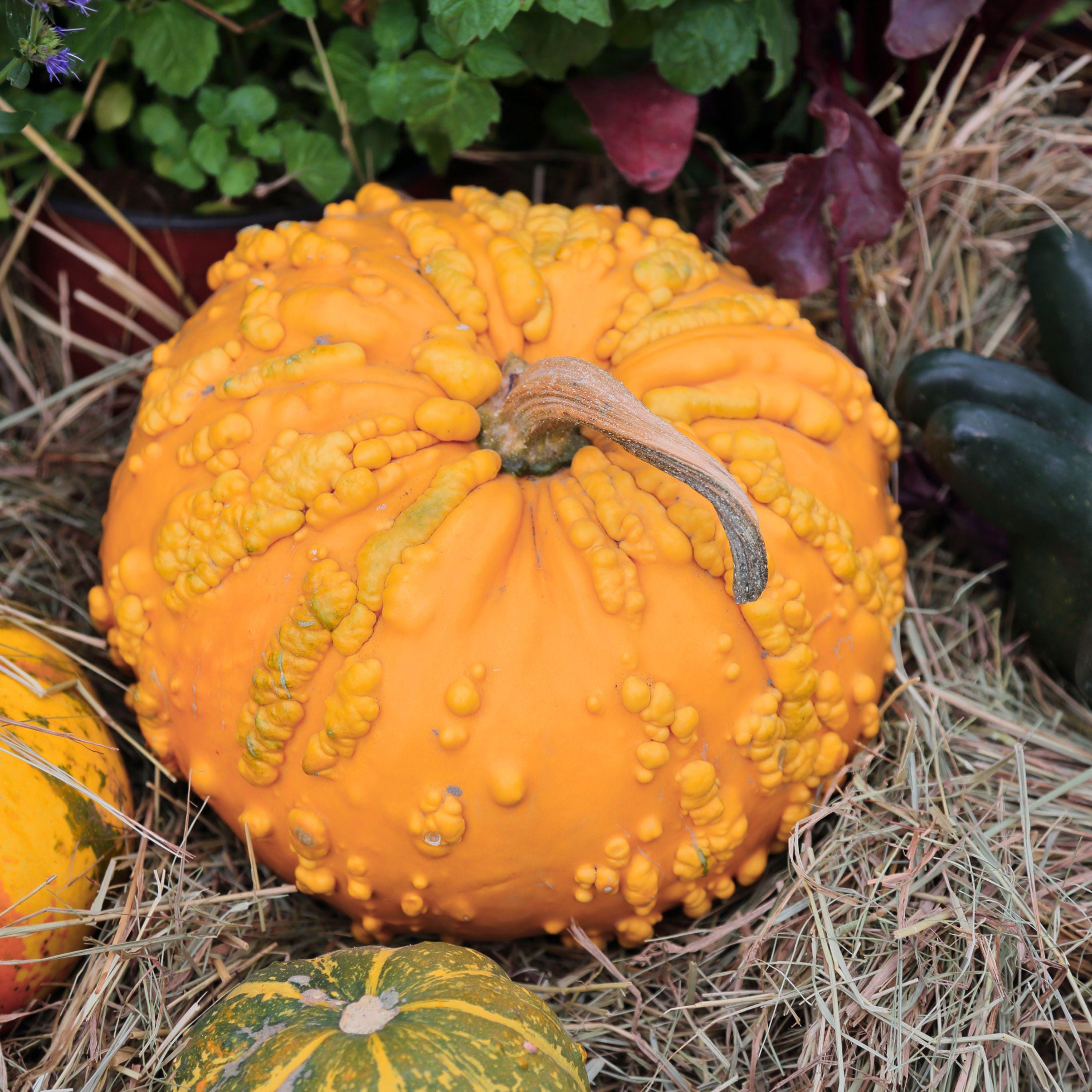 Sanchez F1 Pumpkin Seeds (treated) - Grow Quirky Squatty Warted ...