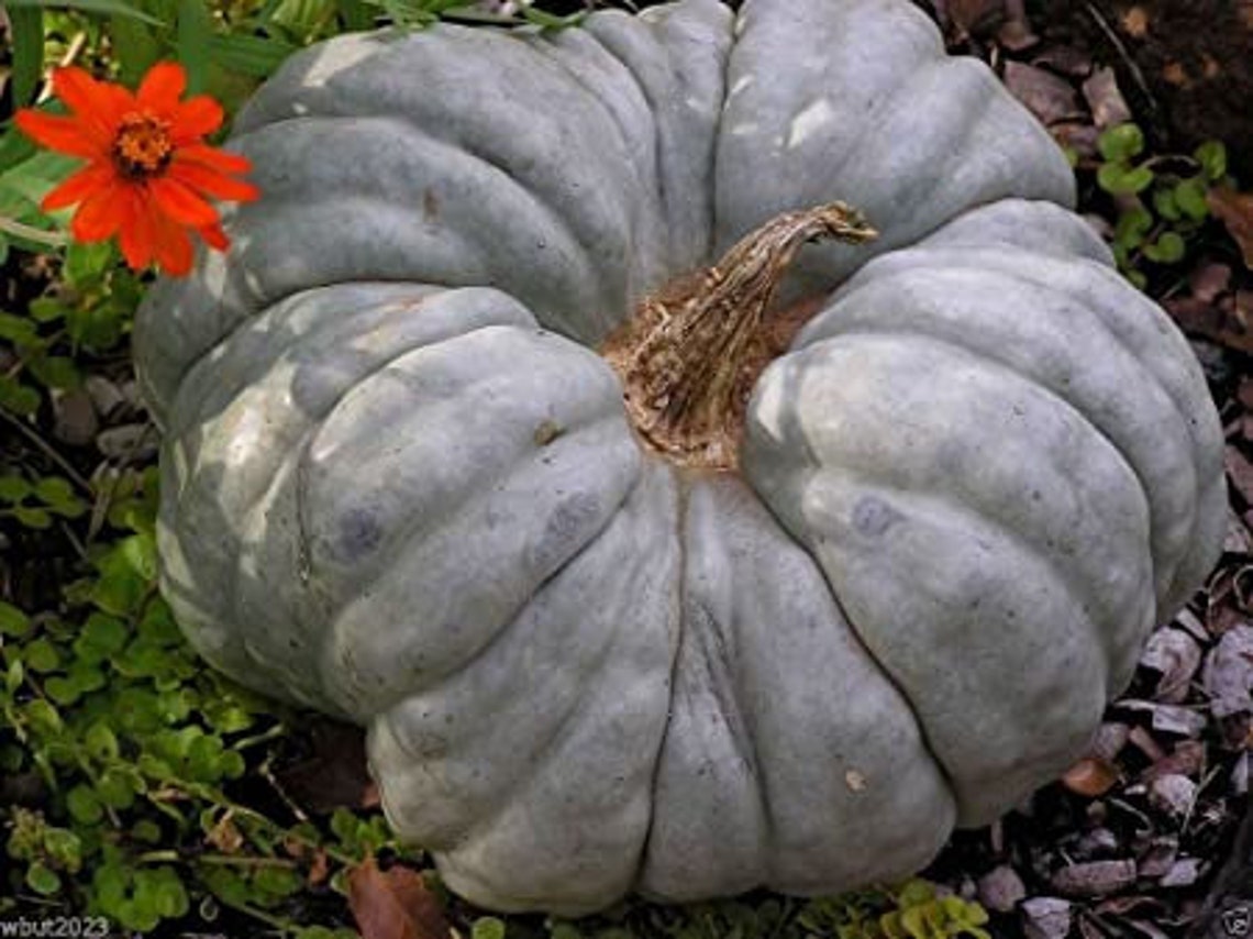 Triamble Pumpkin heirloom/op/c.maxima Seeds: Shamrock - Etsy