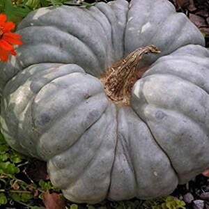 Triamble Pumpkin (heirloom/op/c.maxima) Seeds: Shamrock Squash ...