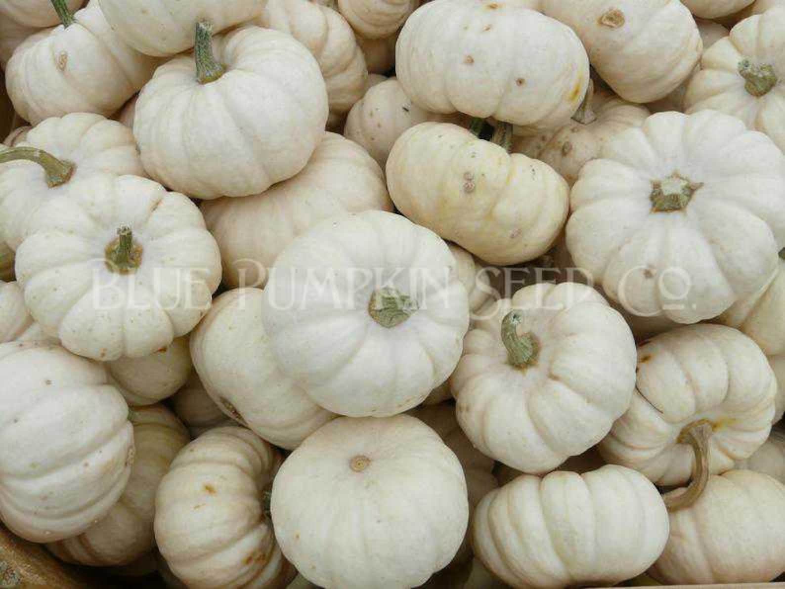 Casperita Pumpkin Seeds - Grow Mini White Pumpkins -great for Edible ...