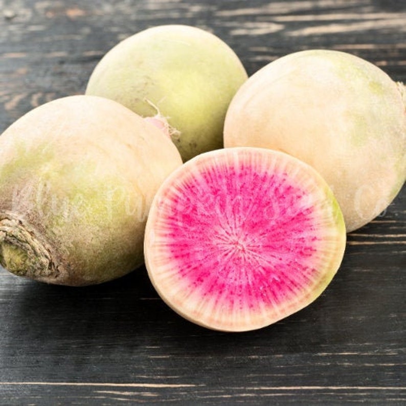 Watermelon Radish: Shinrimei Misato Asian Red Meat Xin Li - Etsy