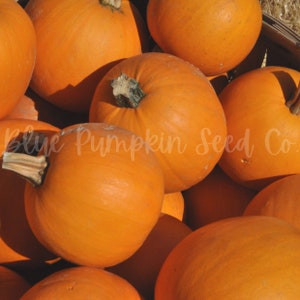 Sugar Pumpkin (heirloom/c.pepo) Seeds: Pie Pumpkin Seeds, New England ...