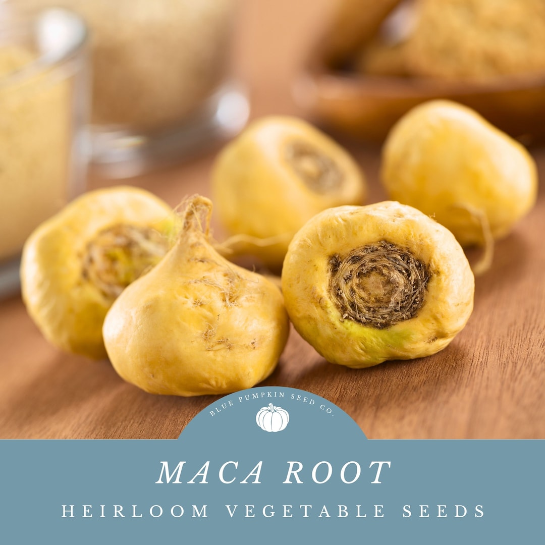 Maca Root Seed: Peruvian Ginseng, Maca-maca, Maino, Ayak Chichira, Ayak ...
